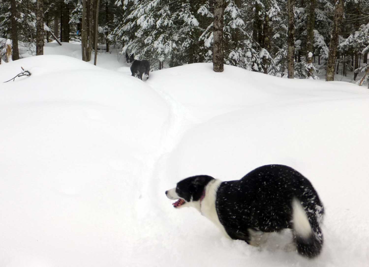 Dog pics | Page 551 - TractorByNet