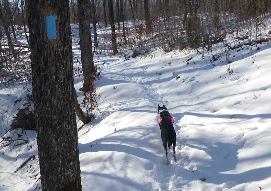 Dog pics | Page 496 - TractorByNet