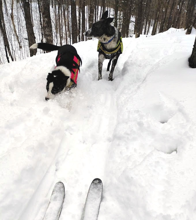 Dog pics | Page 509 - TractorByNet