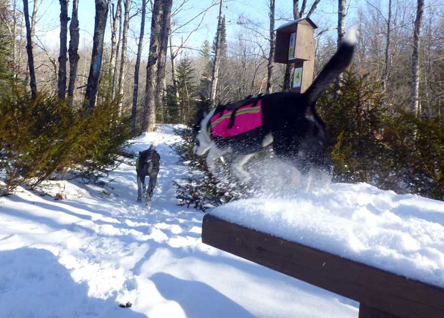 Dog pics | Page 496 - TractorByNet