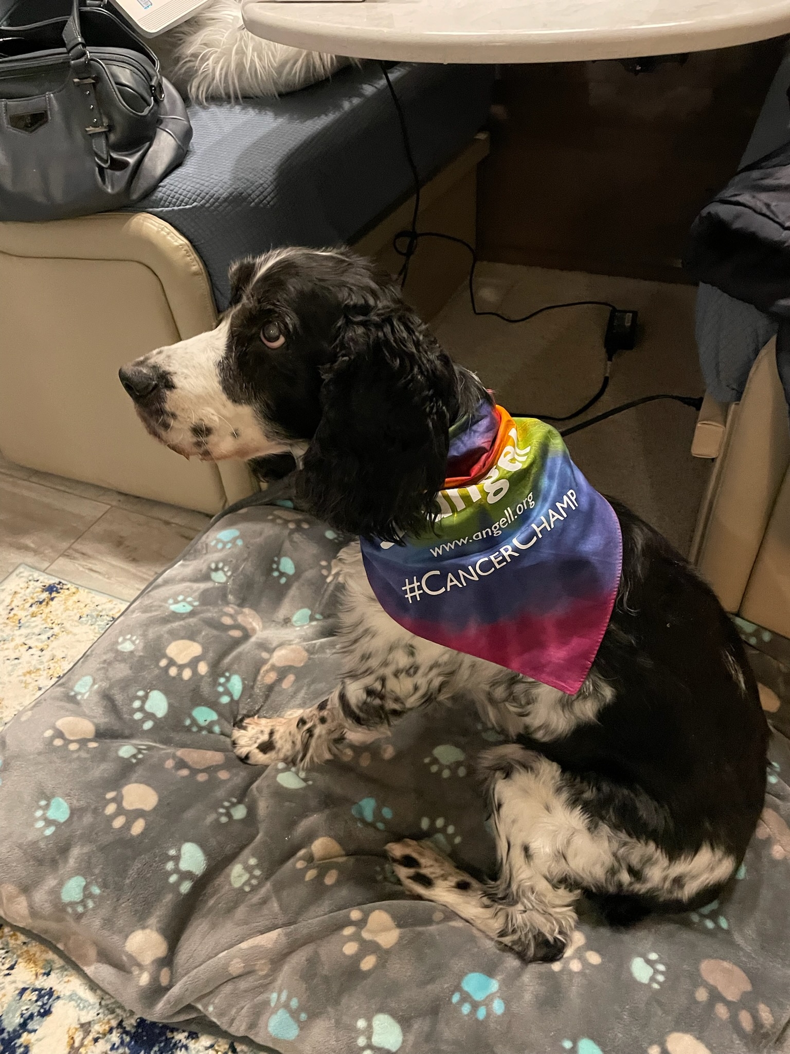 Dog pics | Page 491 - TractorByNet