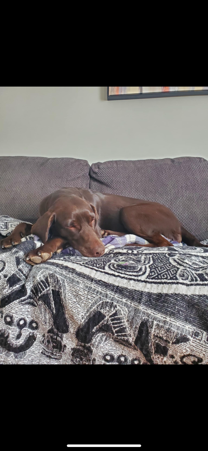 Dog pics | Page 551 - TractorByNet