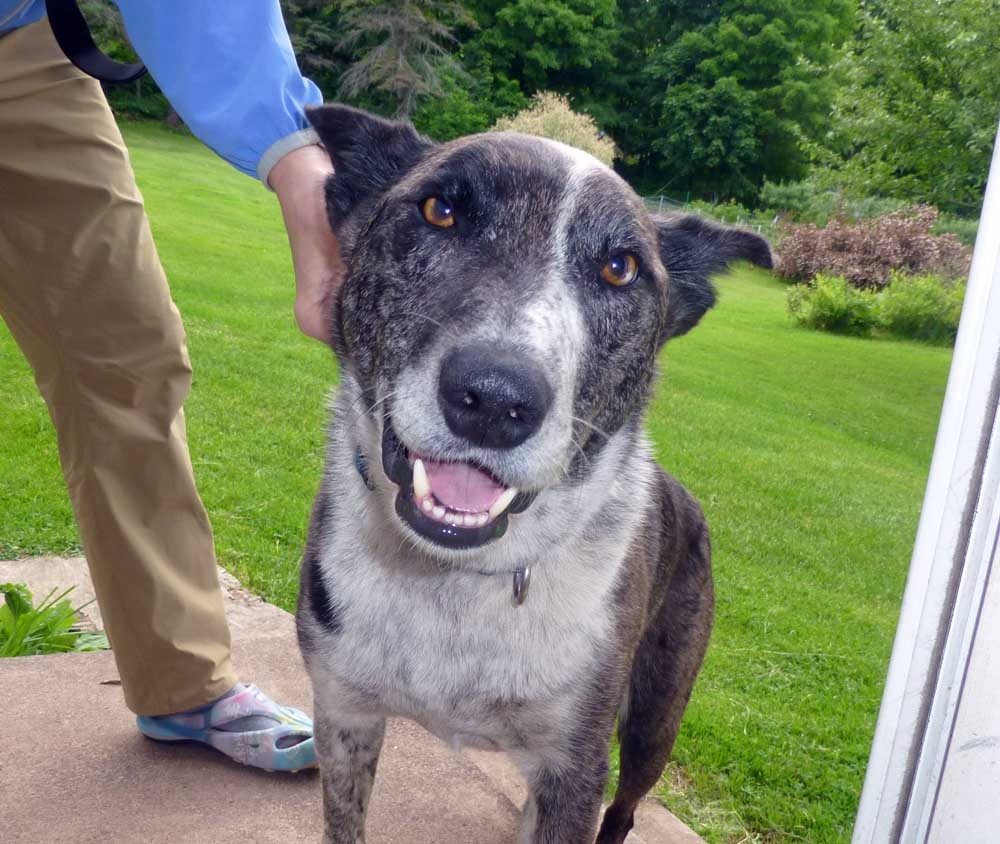 Dog pics | Page 521 - TractorByNet